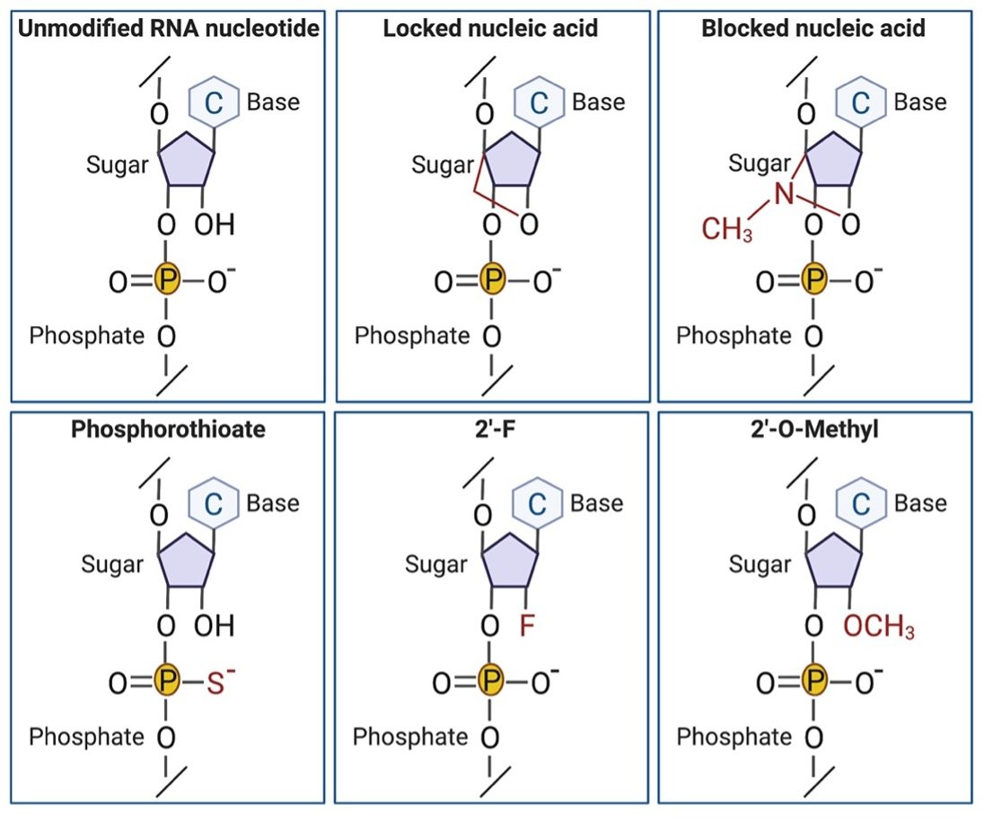 Giving gRNAs a Facelift - Synthetic and Beyond